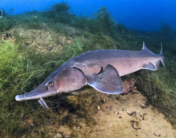 Sterlet (Ac. Ruthenus) – Sturgeon Aquafarms