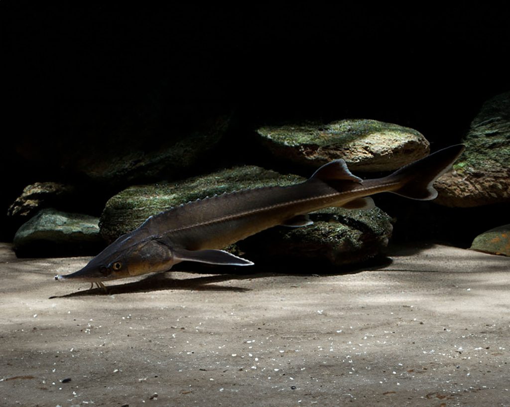 Sterlet (Ac. Ruthenus) – Sturgeon Aquafarms