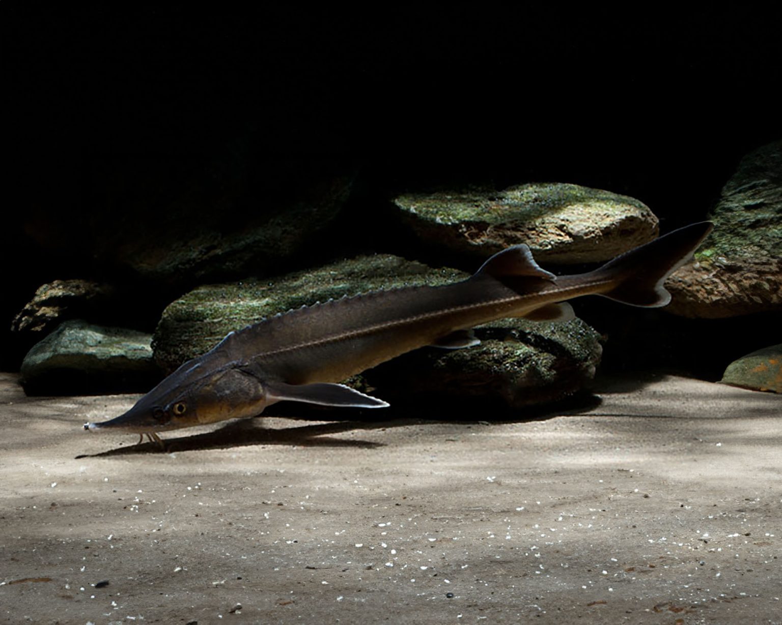 Sterlet (Ac. Ruthenus) – Sturgeon Aquafarms